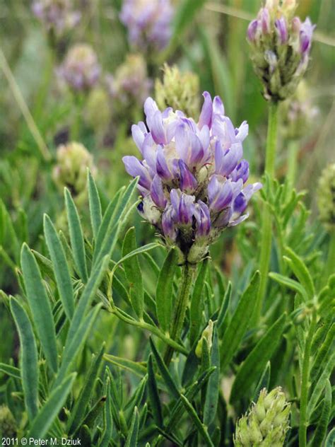Astragalus Laxmannii Prairie Milkvetch Minnesota Wildflowers