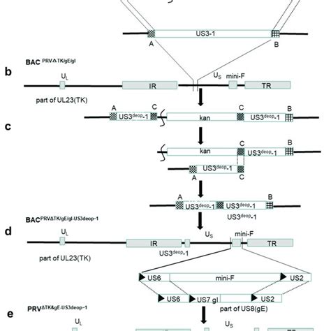 A Schematic Diagram Showing The Construction Of The Recombinant Virus
