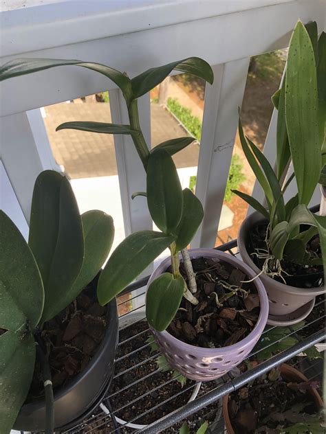 A Glimpse Into The World Of Orchids