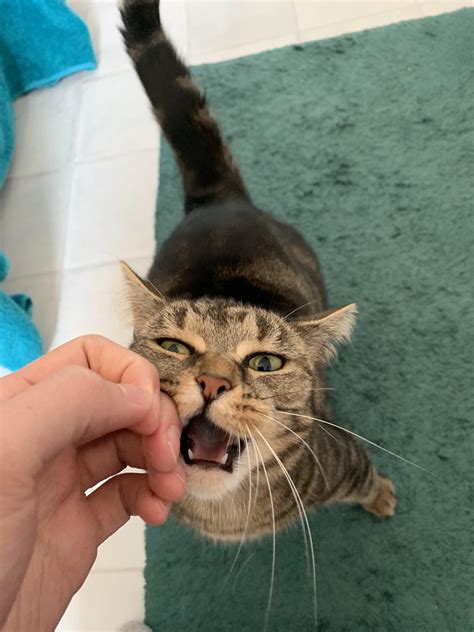 The Exact Moment Face Rub Becomes Finger Bite Caught On Camera R Aww
