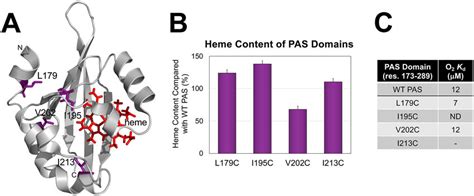 Heme And O 2 Binding To Pas Signal Off Mutants A Locations Of The