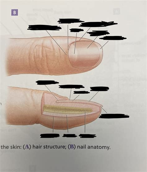 Finger Diagram Diagram Quizlet