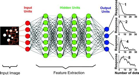 Number Sense Evolves In A Deep Neural Network Eurekalert