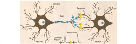 Neuron Structure In The Human Brain Reprinted With Permission From My XXX Hot Girl