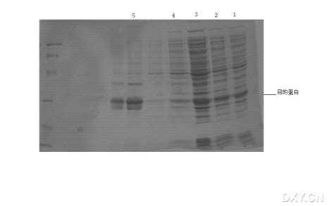 【求助】pgex 4t 1表达后纯化出问题 经验共享 分析测试百科网 分析测试百科网