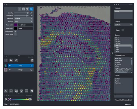Interactive Visualization With Napari — Squidpy Documentation