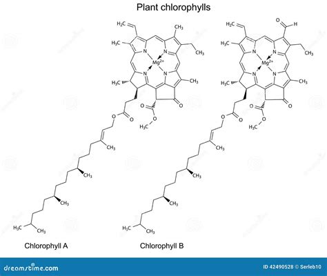 Chlorophyll Cartoons Illustrations And Vector Stock Images 2237