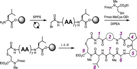 Membrane Permeability In A Large Macrocyclic Peptide Driven By A Saddle Shaped Conformation