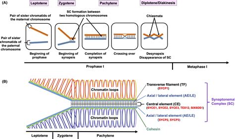 Synaptonemal Complex