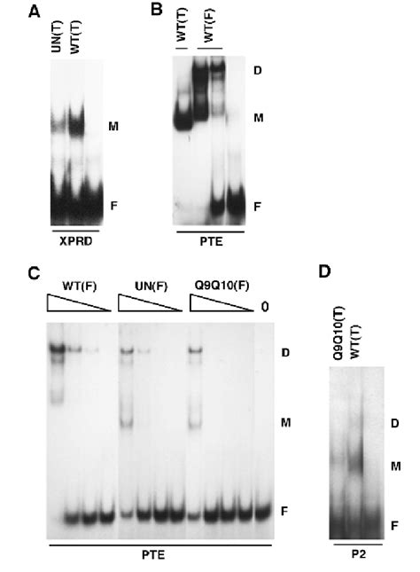 Gel Shift Analysis Of Paired Gel Shifts Were Performed Using Download Scientific Diagram