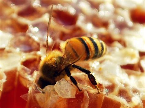 The Wild Sex Lives Of Bees