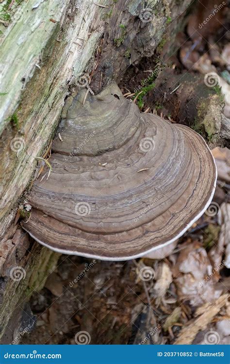 Fungi Are Saprophytes And Parasites That Live On Trees In Parks And