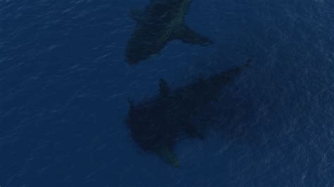 Finding Megalodon NEW Prehistoric Life Documentary Tidewater Teddy