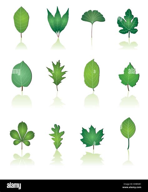 Tree Leafs And Nature Icons Vector Icon Set Stock Vector Image And Art Alamy