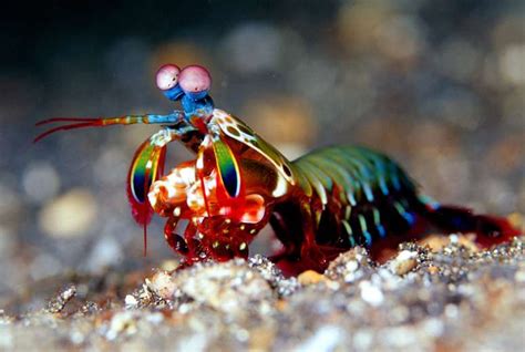 14 Incredible Mantis Shrimp Facts Fact Animal