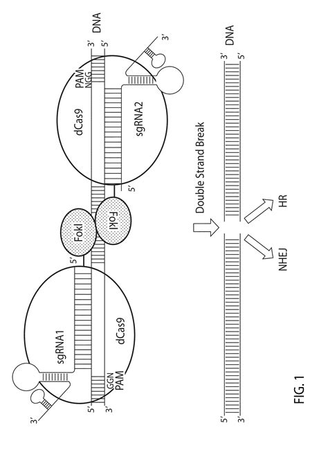 Crisprcas System Based Novel Fusion Protein And Its Applications In Genome Editing Eureka