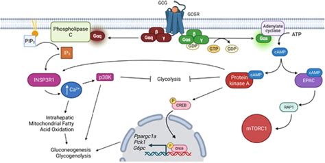 Cross Talk Between Insulin And Glucagon Receptor Signaling In The Hepatocyte Diabetes