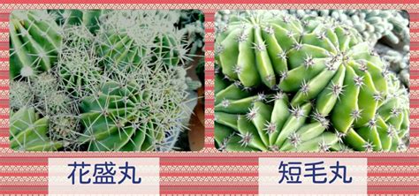 花盛丸短毛丸 夢見がちの
