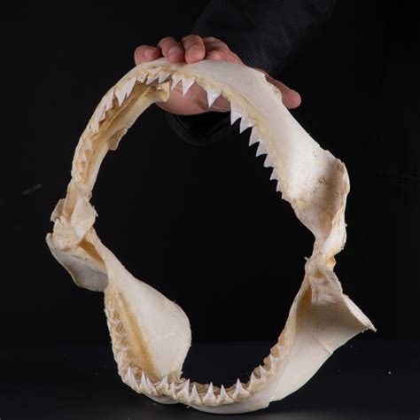 Bull Shark Jaw Set Taxidermy Full Body Mount Carcharhinus Leucas