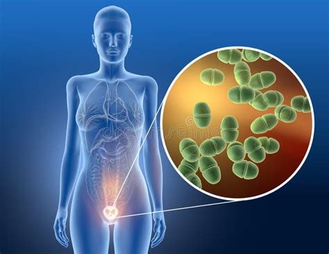 Bacterium Clostridium Difficile Scientific 3d Illustration Stock