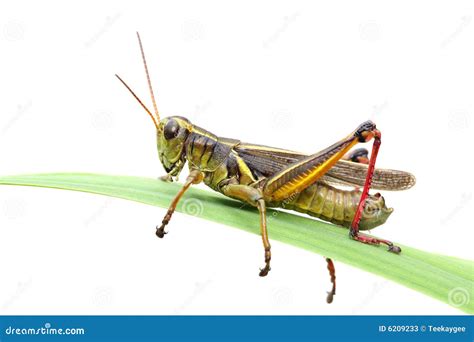 Grasshopper Stock Image Image Of Macro Close Background 6209233