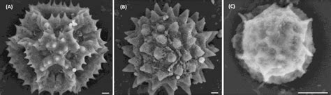 Figure 1 From Pollen Morphology Of Eight Tribes Of Asteraceae From