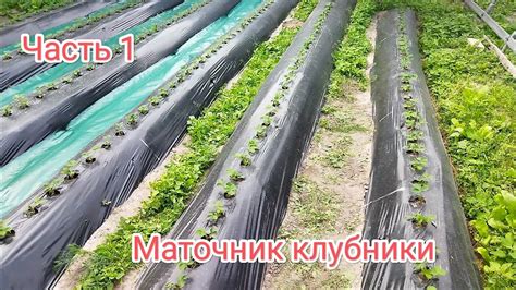 Маточник под клубнику ч1 - YouTube