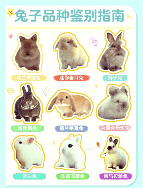 🐰兔子品种大揭秘！