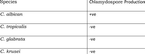 Identification Of Candida Species By Chlamydospore Production Test Ch Download Scientific