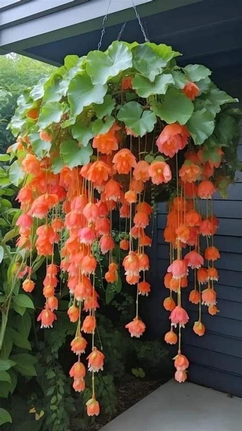 Бегония ампельная "Каскадная" | Planting flowers, Cool plants, Perfect ...