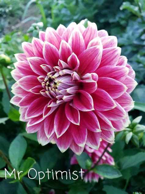 Mr Optimist Julia S Dahlias