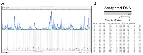 Structural Analysis Of A Long Single Stranded Rna Molecule By Chemical