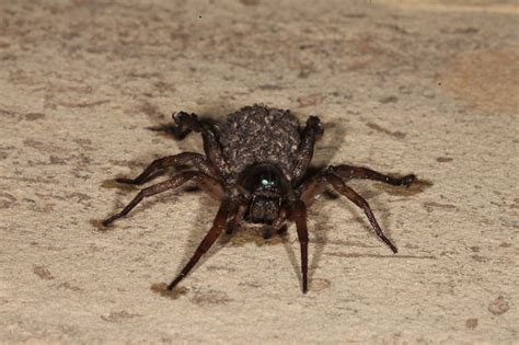Паук Волк В Крыму Фото И Описание – Telegraph