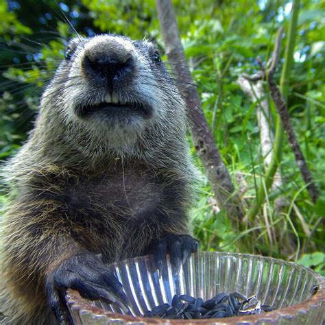 Curious Woman Installed Camera On Bird Feeder Heres Who Stopped By 30 New Pics Bored Panda