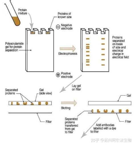 Western Blot实验中天能电泳槽的作用是什么 知乎