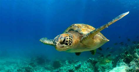 Some Turtles Survive Winter By Breathing Through Their Butts