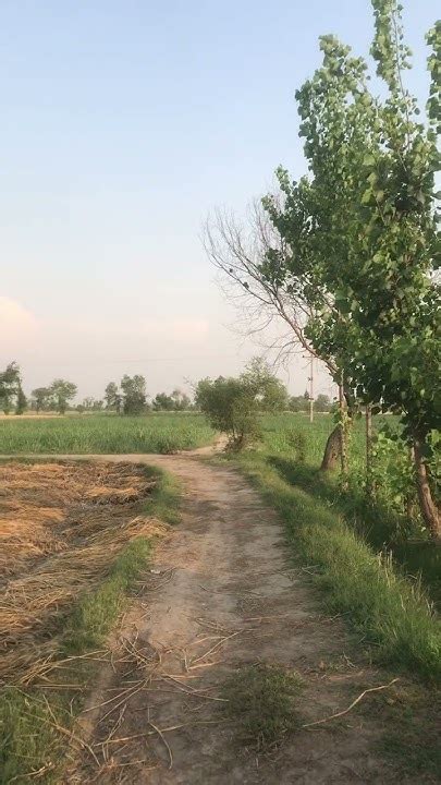 Dove فاختہ 🕊 Dove Birds Shorts Youtube