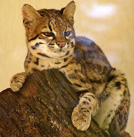 Tiger Cat Oncilla Leopardus Tigrinus Wild Cats Magazine