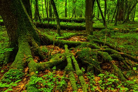 Las Mikołaj Gospodarek moje ulubione fotografie