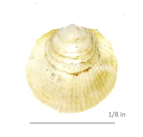 Bivalve Unknown Eocene Texas Member Collections The Fossil Forum