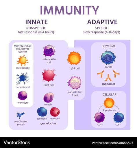 Do Insects Have An Adaptive Immune System