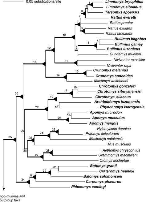 the tree resulting from a maximum likelihood analysis of both genes