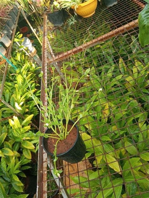 Fast Growth Rosa Rubiginosa Table Rose Plant For Garden Spring At Rs 200 Piece In Bengaluru