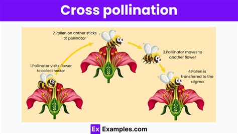 Cross Pollination Meaning Example Methods Steps Purpose