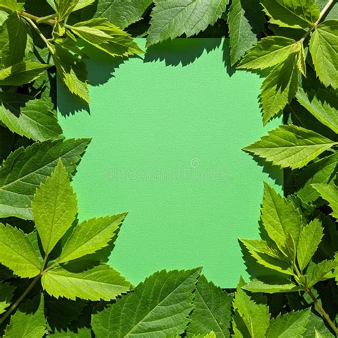 Green Rectangular Paper Stock Illustrations 7 248 Green Rectangular