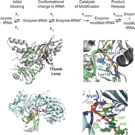 Trna Modification And Binding Preferences For Trma A Download