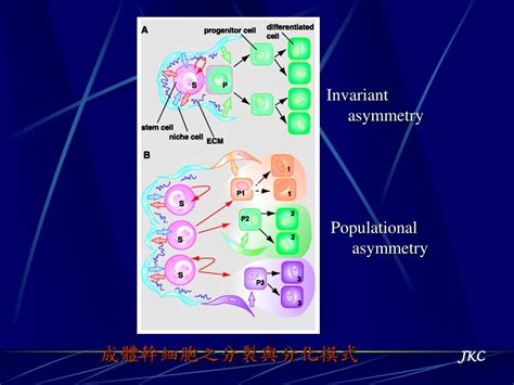 ppt stem cell biology powerpoint presentation free download id 4329931