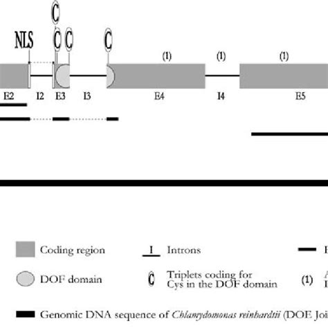 Exon Intron Structure Of The Dof Gene From C Reinhardtii Crdof1 Download Scientific Diagram