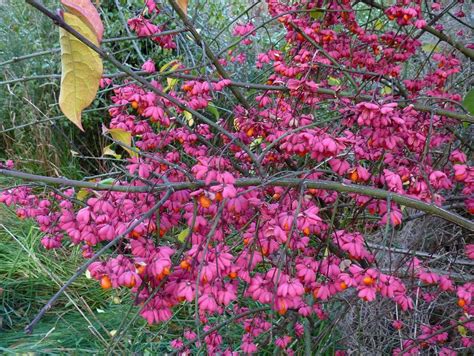 Flora Of New Zealand Taxon Profile Euonymus Europaeus Flora Of New Zealand Taxon Profile Euonymus Europaeus