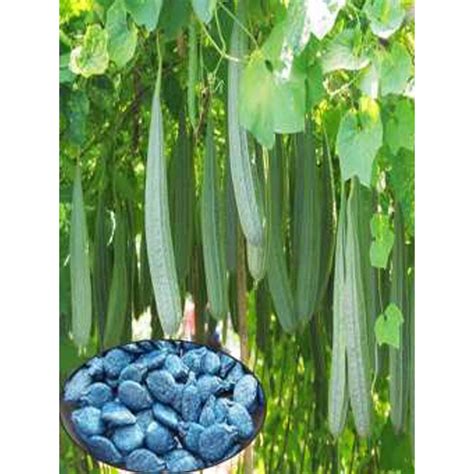 Jual Green Earth Bibit Benih Biji Sayur Oyong Cocok Untuk Dijadikan Sup Biji Tanaman Sayur